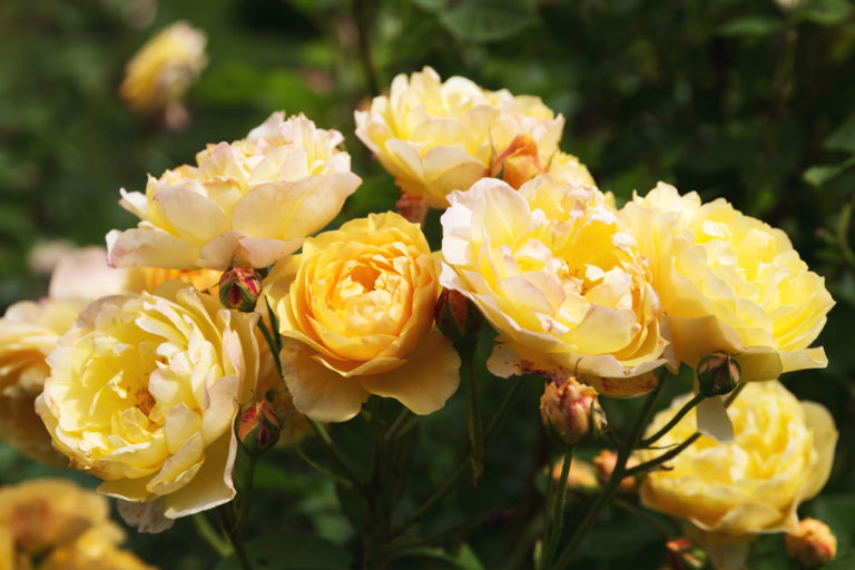 Plant Profile: English Roses – British Rose Gardens