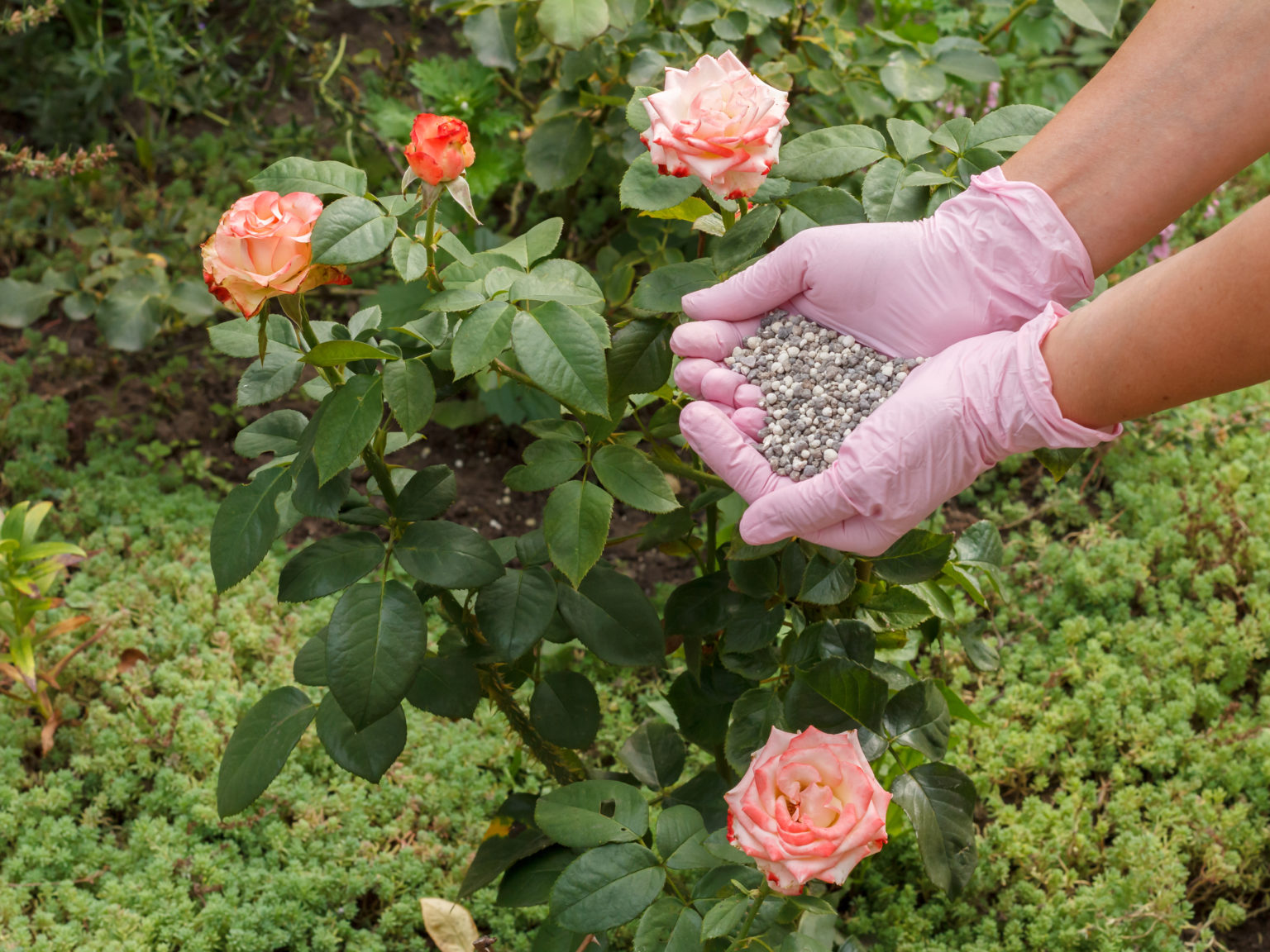 How to Feed Roses for Healthy Growth and Beautiful Blooms – British ...