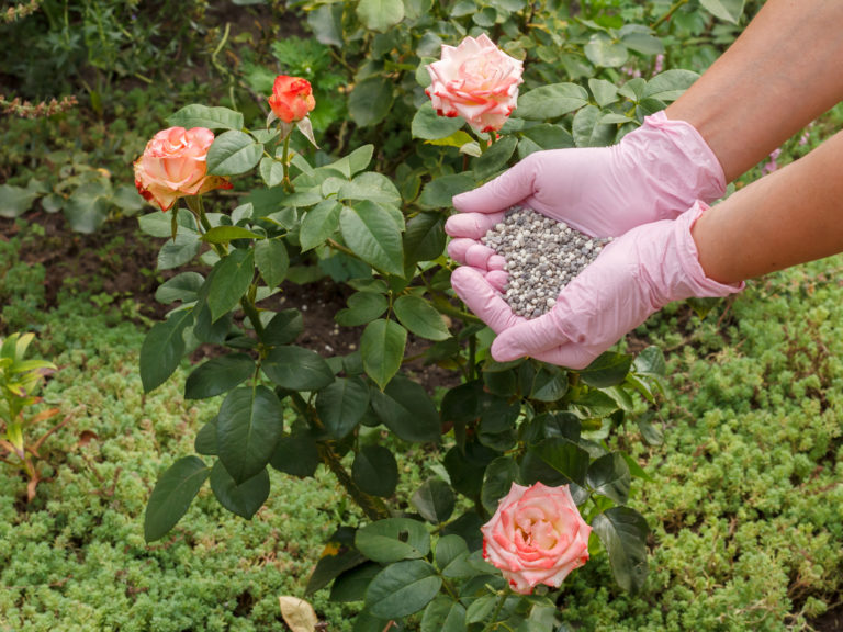 How to Feed Roses for Healthy Growth and Beautiful Blooms – British ...
