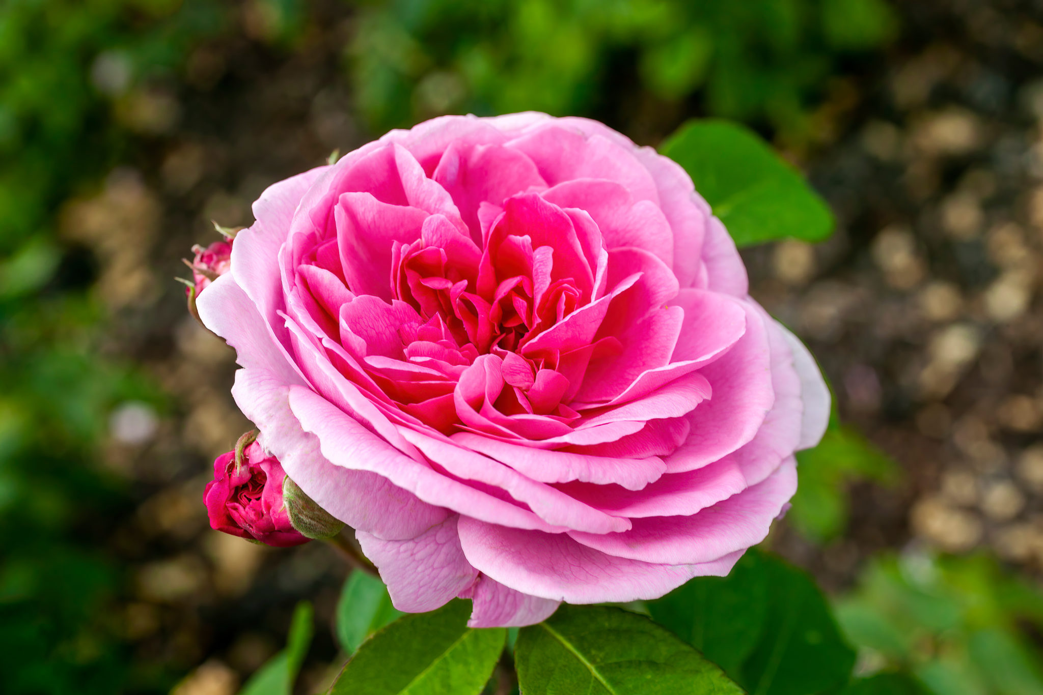 Plant Profile: English Roses – British Rose Gardens