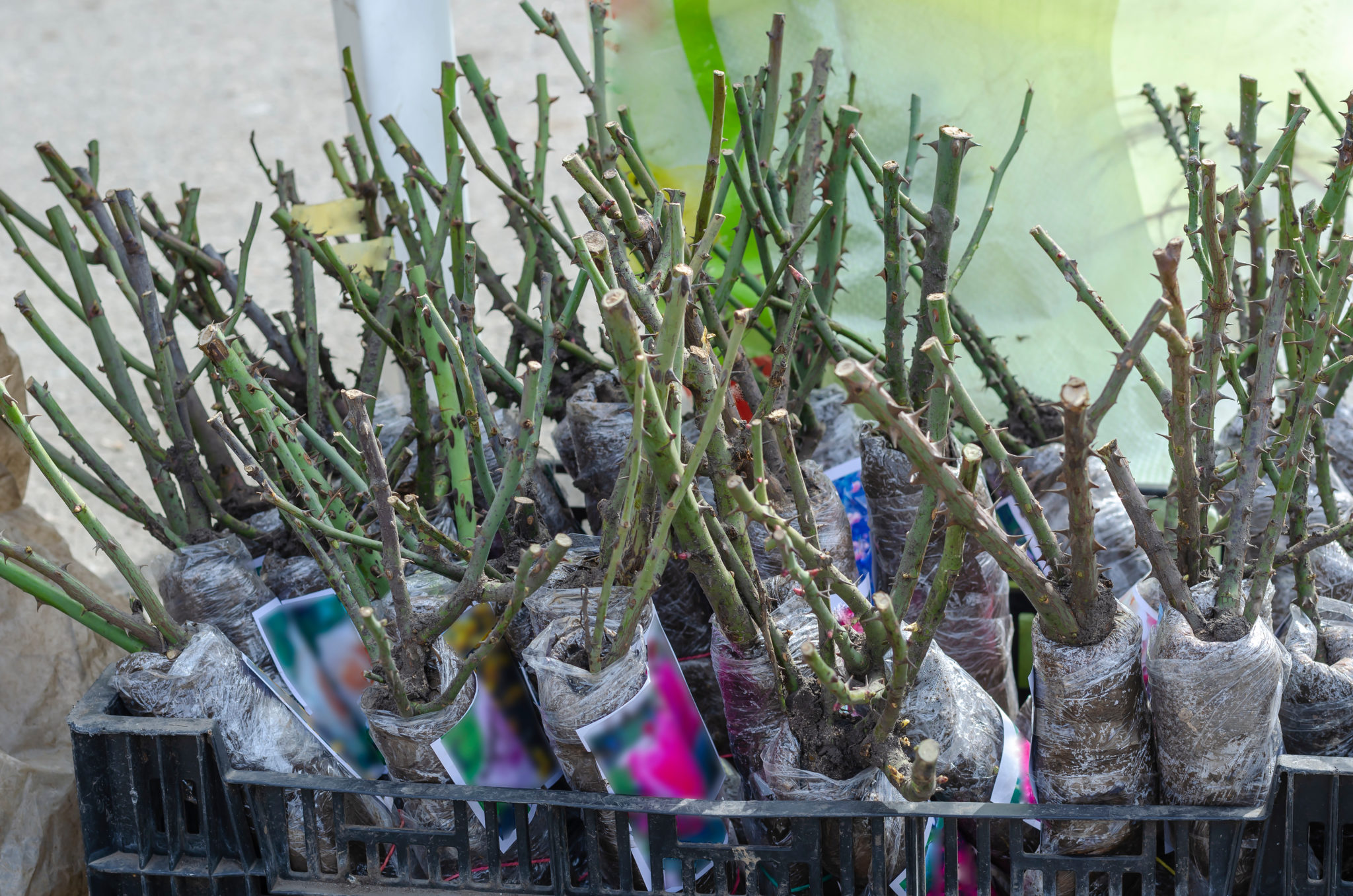 Plant profile: Rambling Roses – British Rose Gardens