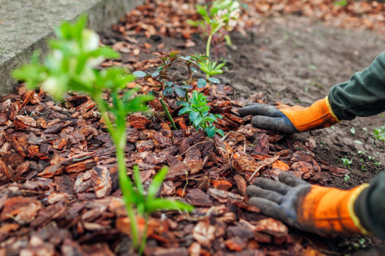 How to Mulch Roses for Healthy Growth and Protection – British Rose Gardens