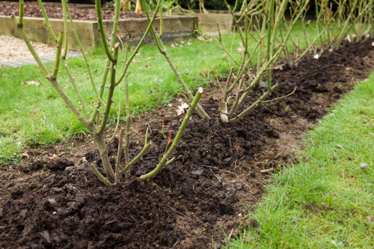 How to Mulch Roses for Healthy Growth and Protection – British Rose Gardens