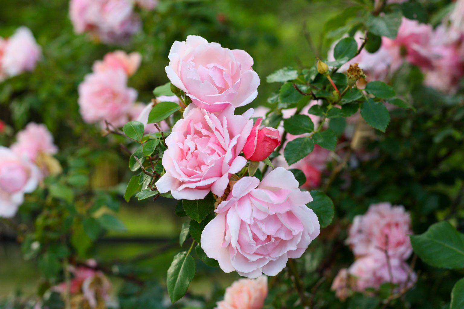 Plant profile: Rambling Roses – British Rose Gardens