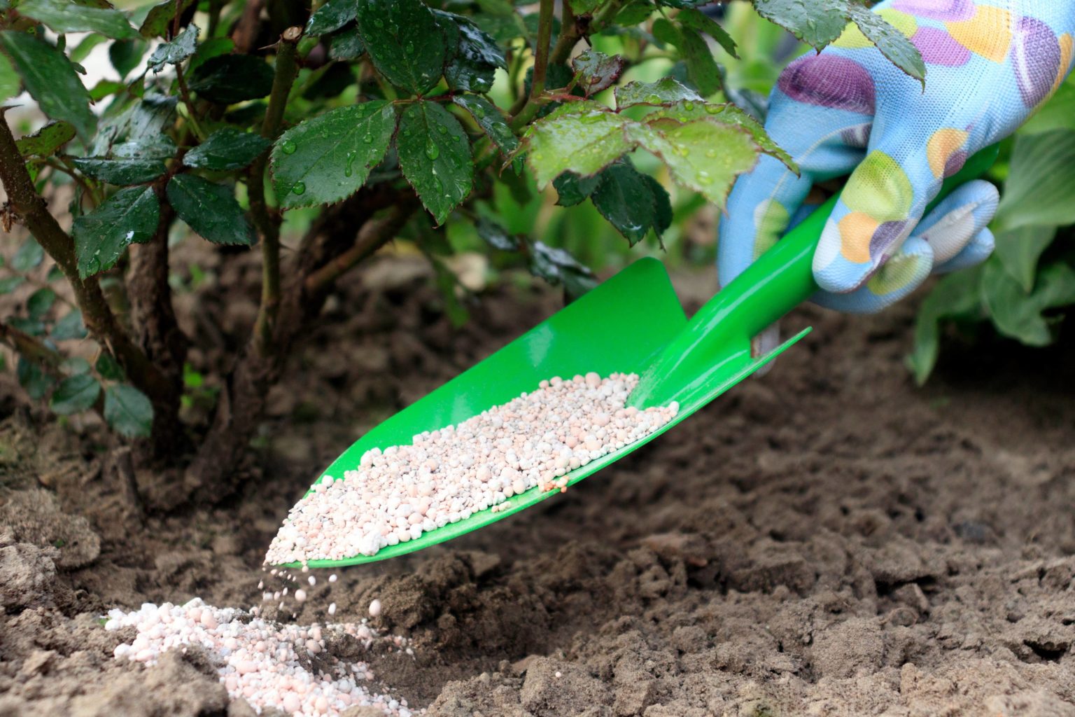 How to Feed Roses for Healthy Growth and Beautiful Blooms – British ...