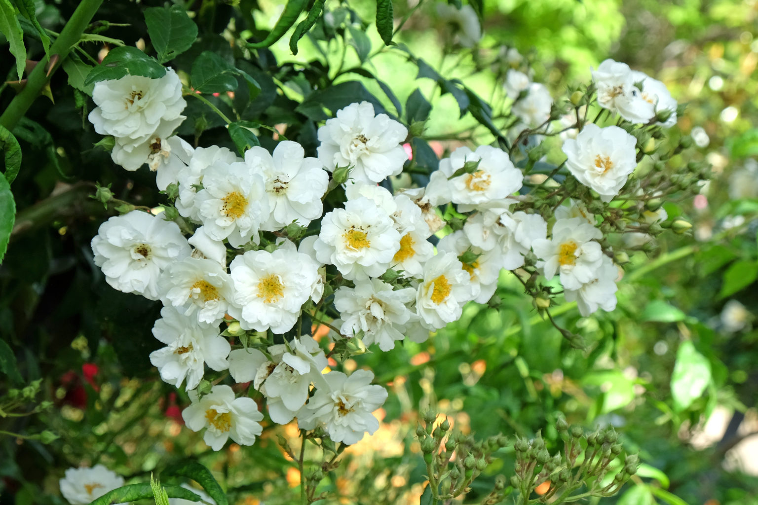 Plant profile: Rambling Roses – British Rose Gardens
